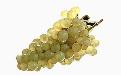 Moût de Raisin Blanc du Pays BIB 3 litres Disponible en période de ...